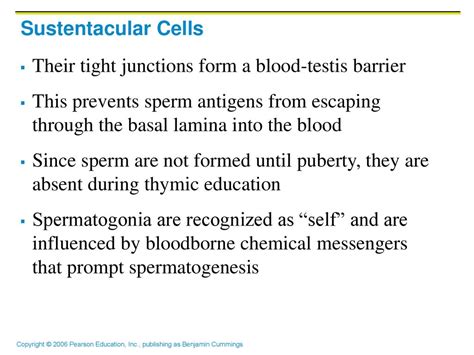 The Reproductive System Ppt Download