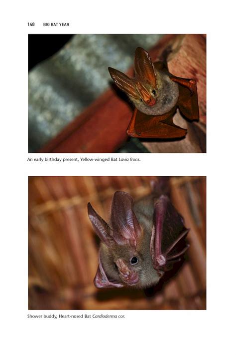 Big Bat Year Nils Bouillard Pelagic Publishing 9781784273101