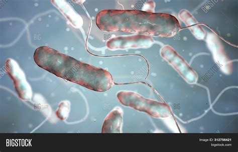 Legionella Pneumophila Image Photo Free Trial Bigstock