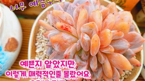 예쁜 줄 알았지만 이렇게 매력있다니~ 군산나무이야기 키핑농장에서 만난 오렌지먼로 영상에 가득 담아보았어요 ㅎ Youtube
