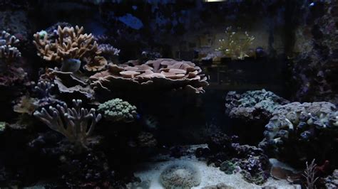 Matt Klapper Live Stream Youtube