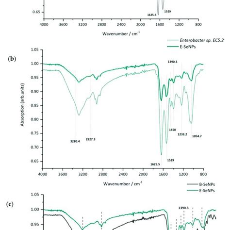 Ftir Spectrum Of Bacterial Cells Compared To The One Obtained From