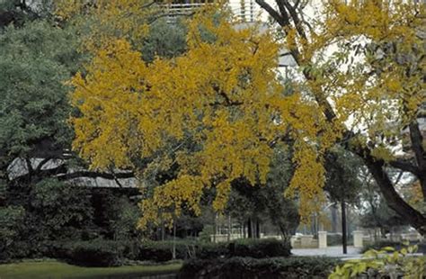 Cedar Elm Tree Selection Landscape Plants Edward F Gilman Uf Ifas