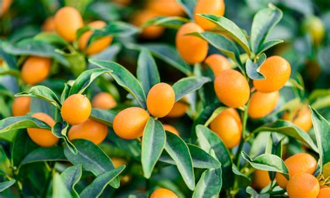 How To Plant Grow And Care For A Kumquat Tree