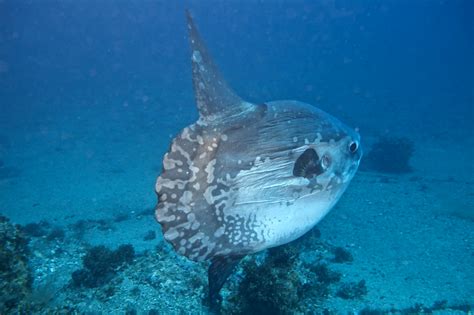 Mola Mola Size