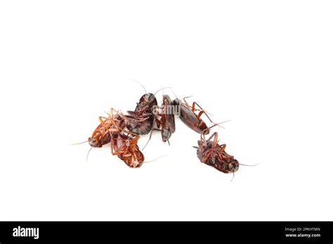 Cockroaches Drawing Cut Out Stock Images And Pictures Alamy