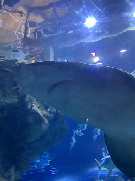 Underwater Object Detection Object Detection Dataset By Ayush