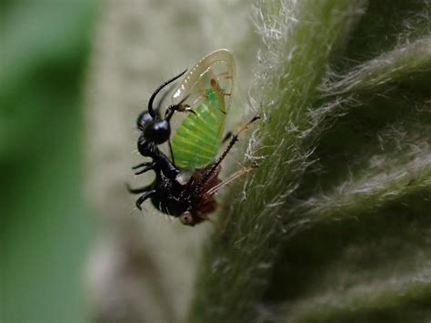 Ant Mimicking Treehopper By Ninathewolfe On Deviantart