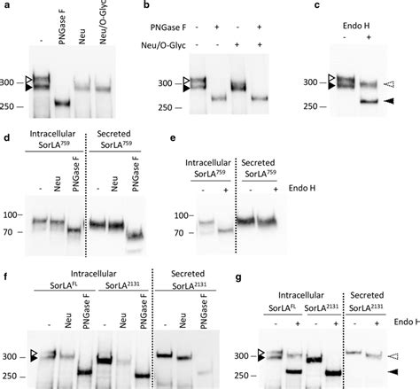 Characterization Of The Maturation Process Of Sorla Proteins In Hek293 Download Scientific