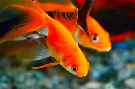 How To Identify Goldfish Gender Detailed Guide