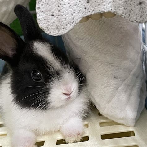 可愛的小兔兔 Youtube