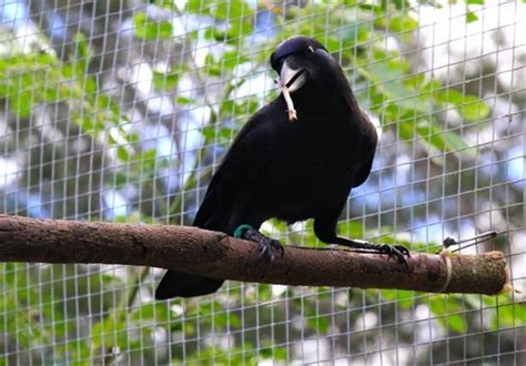 crows capable of conscious thought scientists science news tasnim