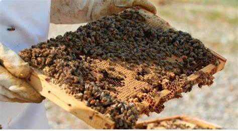 Calgary Approves Beekeeping License Via Urban Livestock Program