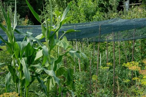 Vegetable Garden With Shade Netting And Plants Close Up Stock Image Image Of Netting Green