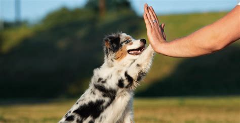 Australian Shepherd Guide Lifespan Size And Characteristics