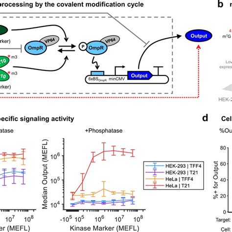 Cell Type Specific Signaling Responses Using Covalent Modification Download Scientific Diagram