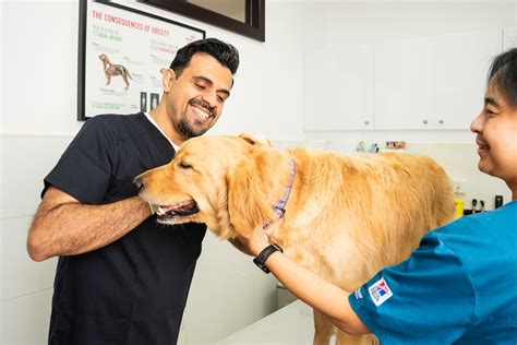 Cat Fungal Infection Types Symptoms And Treatment