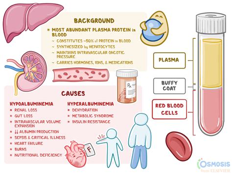 Serum Albumin What Is It Regulation And More
