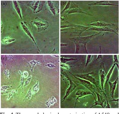 Figure 4 From Isolation And Characterization Of An Endophytic Bacillus Subtilis Displaying