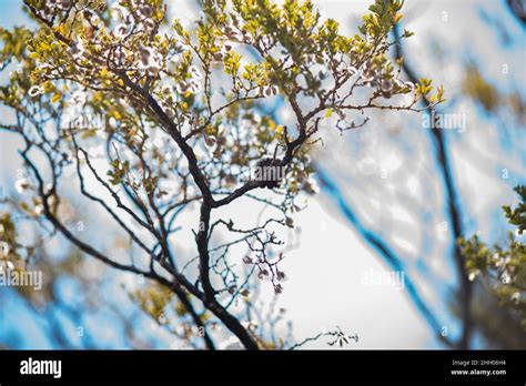 Small Nest Attached To Tree Branch Stock Photo Alamy
