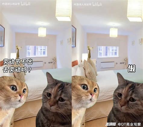 一周涨粉10万，猫meme怎么就火了？百科ta说