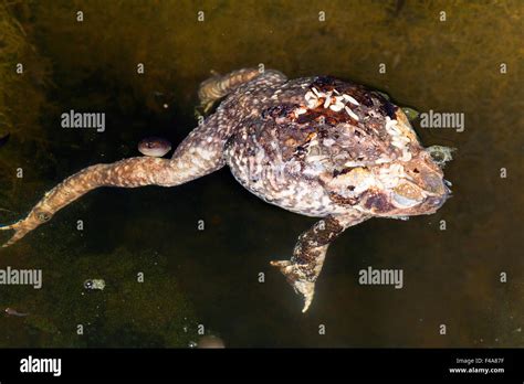 Dead Cane Toad Rhinella Marina Rotting In A Drain Ecuador Stock