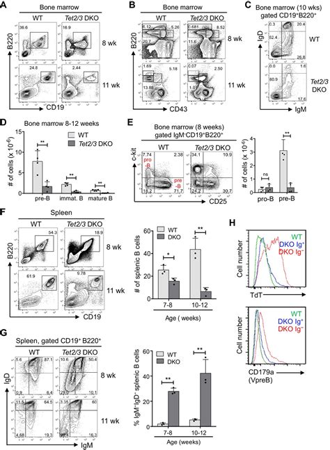 Figures And Data In Tet2 And Tet3 Cooperate With B Lineage Transcription Factors To Regulate Dna