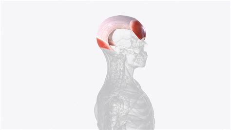 Premium Photo The Occipitofrontalis Muscle Epicranius Muscle Is A