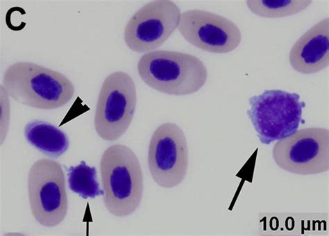 Hematologi Ikan Bagian 1