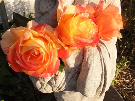 All About Roses Everything You Need To Know About Roses