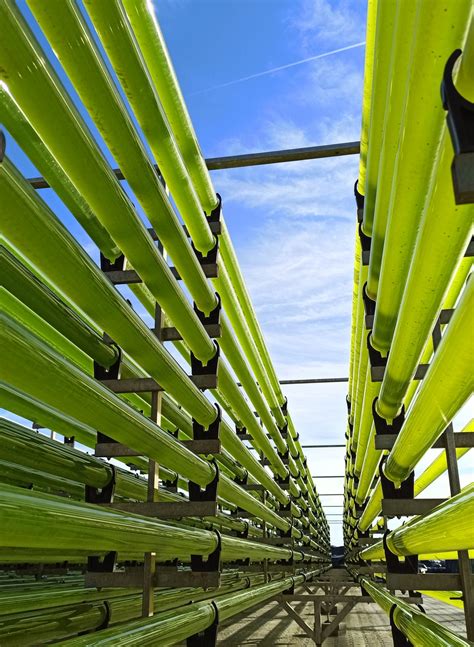 Microalgae As A Sustainable Source Of Protein And Food Ingredients