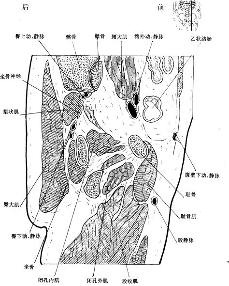 第一节 矢状断面 人体三维断面解剖