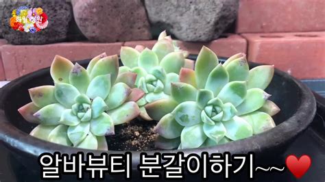 다육이 국민다육알바뷰티 분갈이하기천냥다육이 Youtube