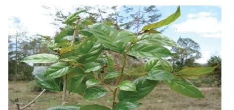 Photograph Of Rhamnus Prinoides Gesho Download Scientific Diagram