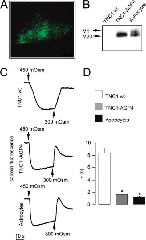 Figure 3 From Automated Cell Based Assay For Screening Of Aquaporin