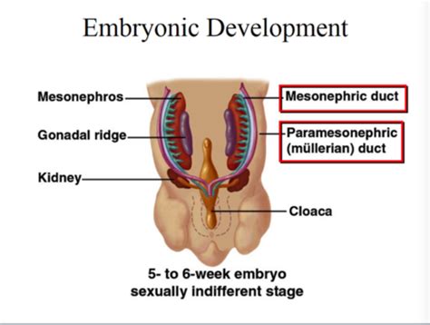 L7 Development And Sexual Differentiation Of The Reproductive System