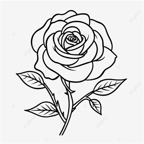 개요 스케치 드로잉 사용을 위한 장미 색칠 페이지 벡터 장미 꽃 그리기 장미 꽃 개요 장미 꽃 스케치 Png 일러스트 및 벡터 에 대한 무료 다운로드 Pngtree