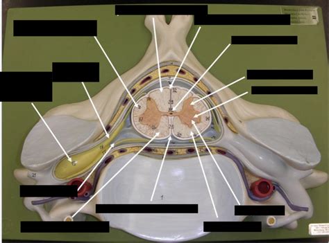 Lab Practical 4 Diagram Quizlet Lab Practical 4 Diagram Quizlet