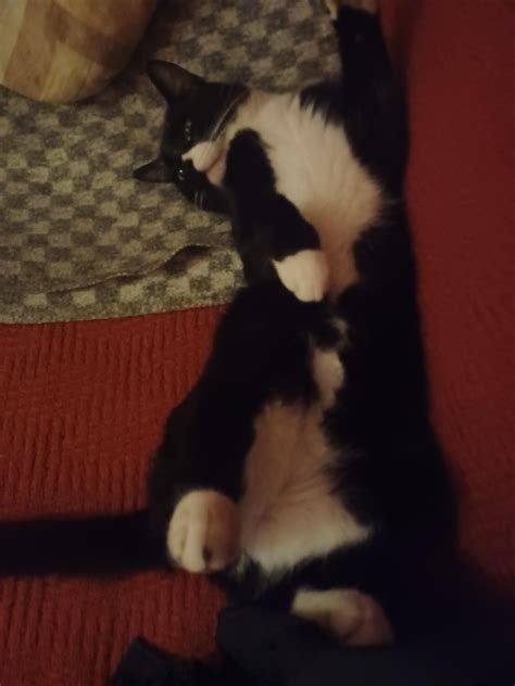 Whats The Diffrence Between These Two R Cats