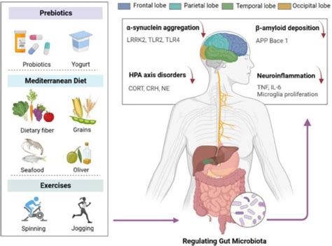 Gut Microbiome And Neurodegenerative Diseases A Review Frank Bernier Phd Msc Cip Posted On