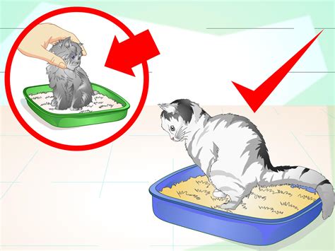 How To Care For A New Cat With Pictures WikiHow