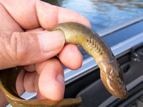 Live And Learn About Lampreys There Are Many Species Share The Outdoors