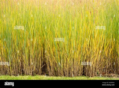 Autumn Switch Grass Panicum Virgatum Border Clumps Edge Grasses
