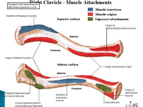 Osteology Of Clavicle