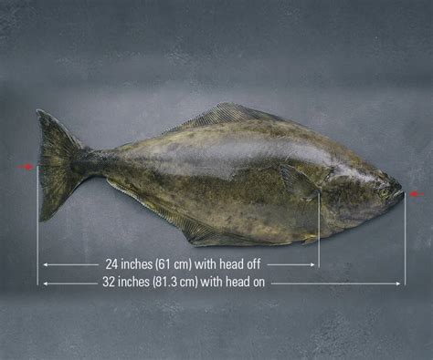 How Big Do Halibut Grow At Lois Toussaint Blog