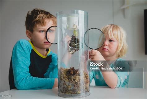 아 이들은 고치에서 나오는 배 비행을 공부 하 고 학교를 위한 리 아치 프로젝트를 수행 합니다 돋보기 광학 기기에 대한 스톡 사진 및 기타 이미지 Istock