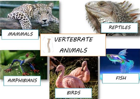 Vertebrate Anim Free Interactive Worksheets 222430