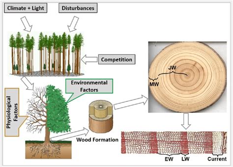 Schematic Diagram Of Factors Physiological And Environmental