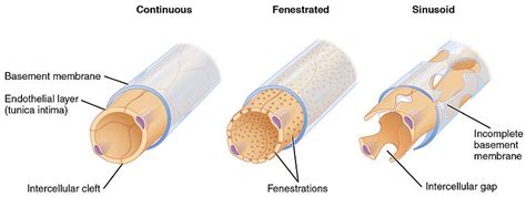 Best 13 Capillary Types With Continuous Fenestrated And Sinusoidal