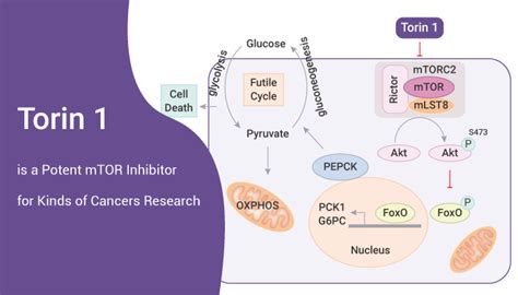 Torin 1 Is A Potent Mtor Inhibitor For Kinds Of Cancers Research